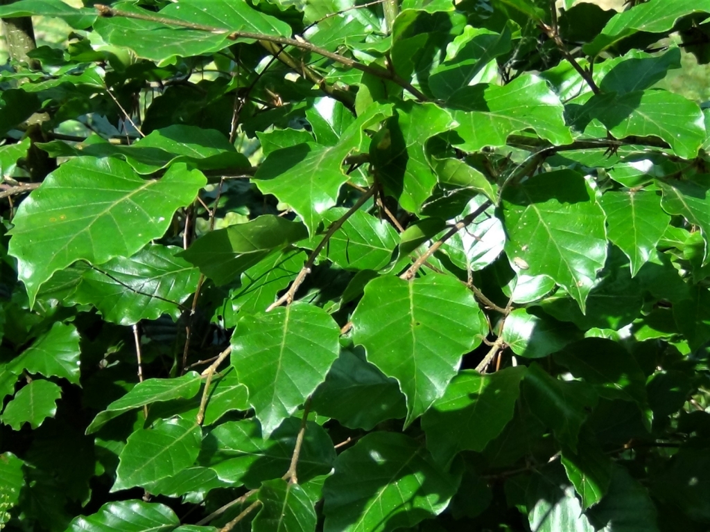 Beech Tree - Wild Food UK