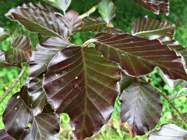 Beech Tree, Fagus sylvatica