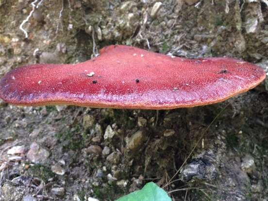 Beefsteak Fungus - Wild Food UK