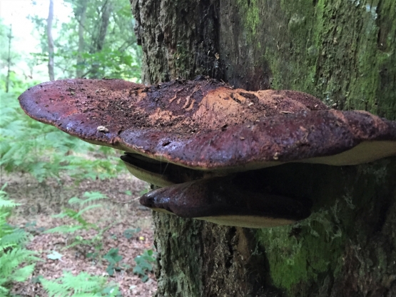 Beefsteak Fungus - Wild Food UK