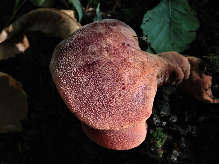 Beefsteak Fungus - Wild Food UK
