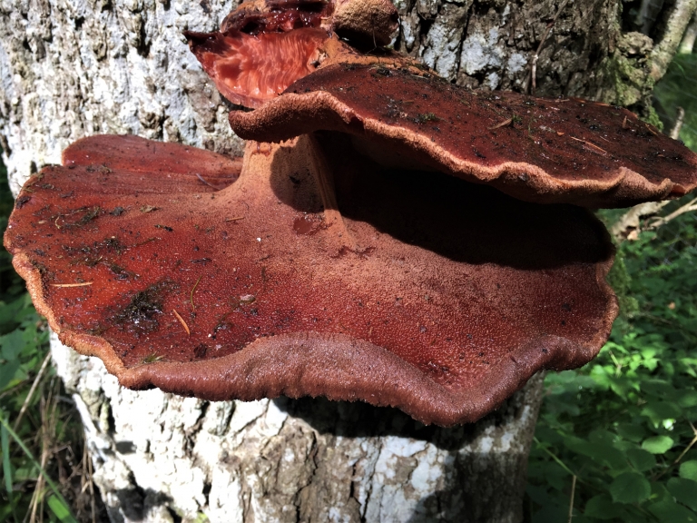 Beefsteak Fungus - Wild Food UK