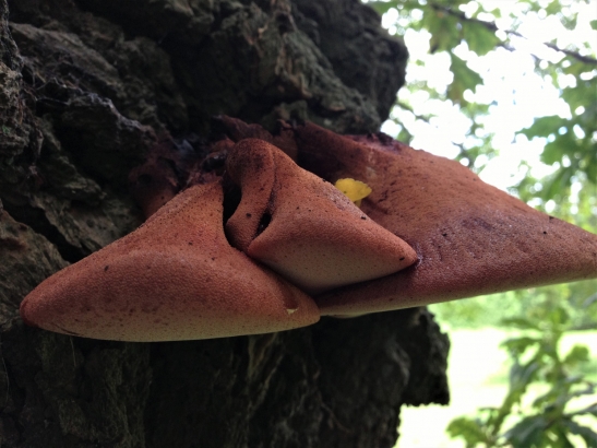 Beefsteak Fungus - Wild Food UK