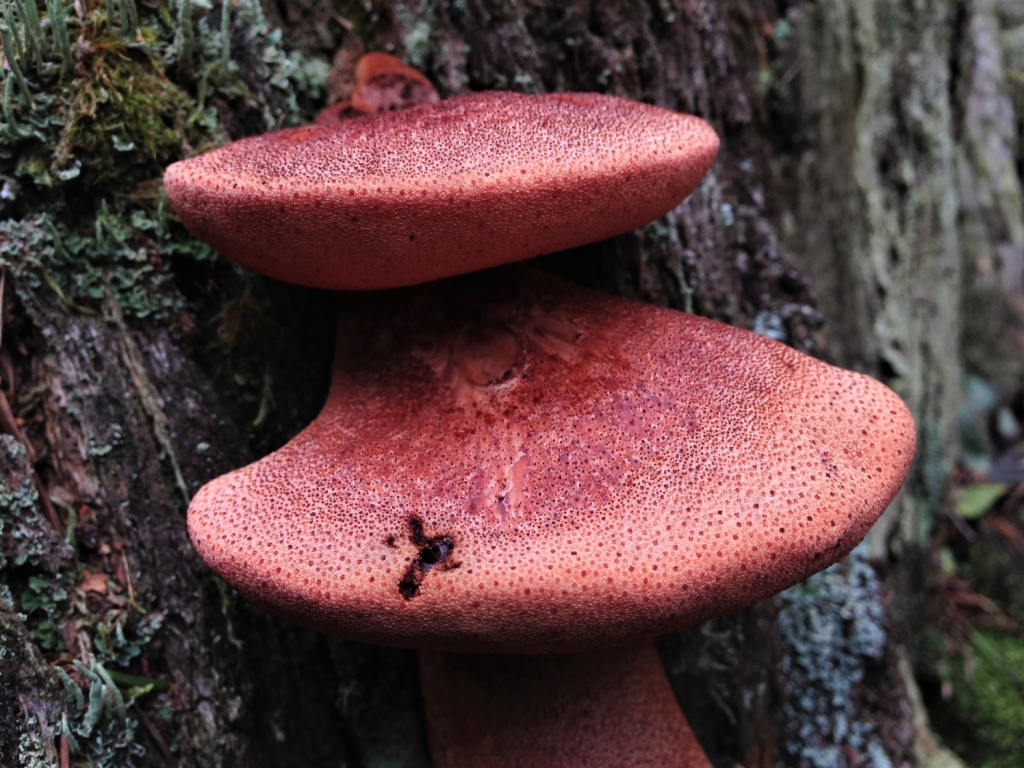 Beefsteak Fungus - Wild Food UK
