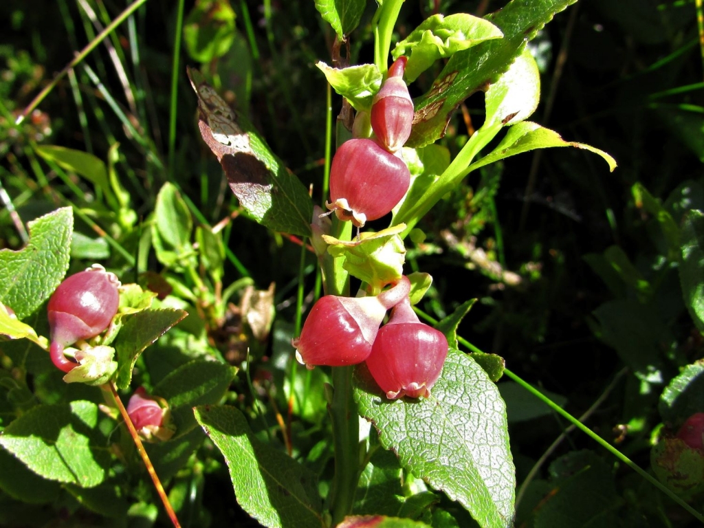 Bilberry - Wild Food UK
