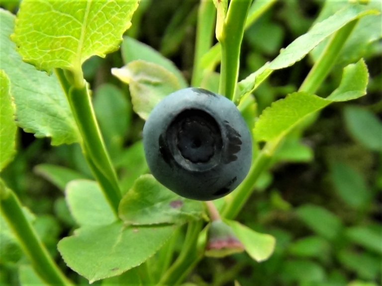 Bilberry - Wild Food UK