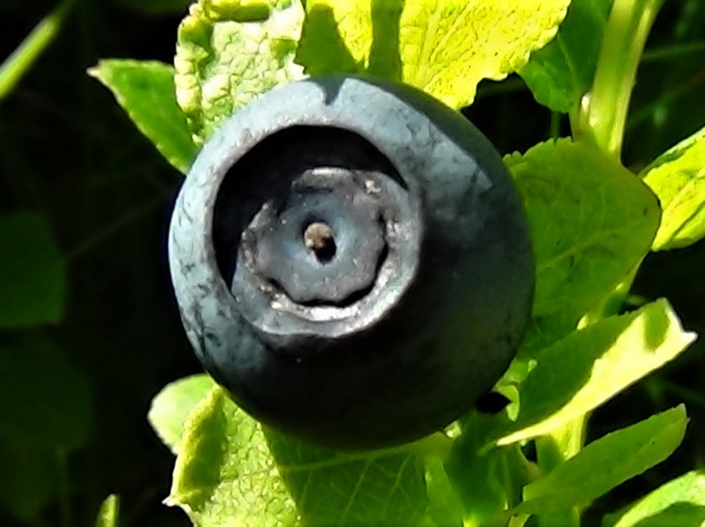 Bilberry - Wild Food UK