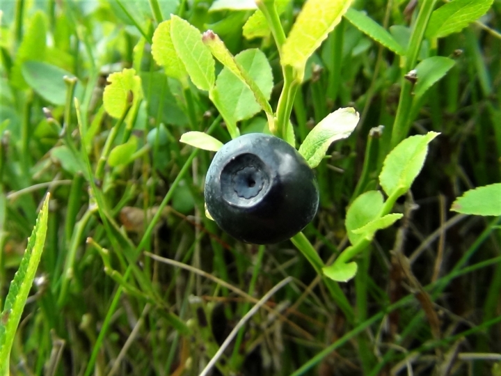 Bilberry - Wild Food UK