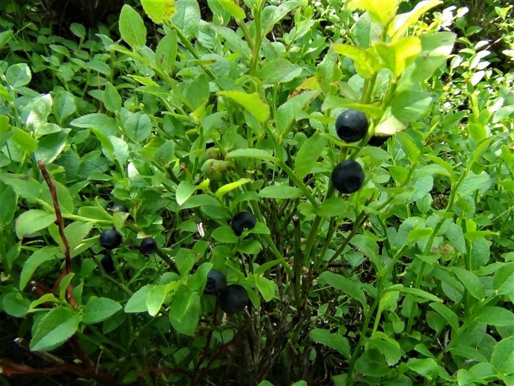 Bilberry - Wild Food UK