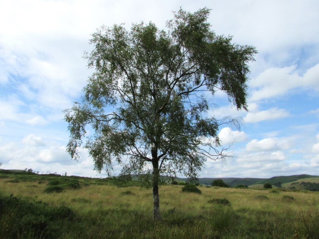 Silver Birch - Wild Food UK