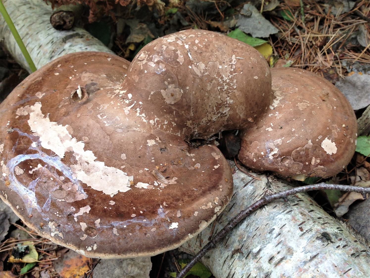 Birch Polypore Birch Polypore
