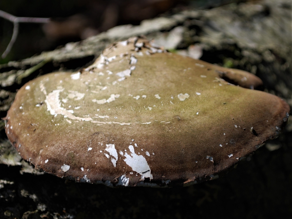 Birch Polypore - Wild Food UK
