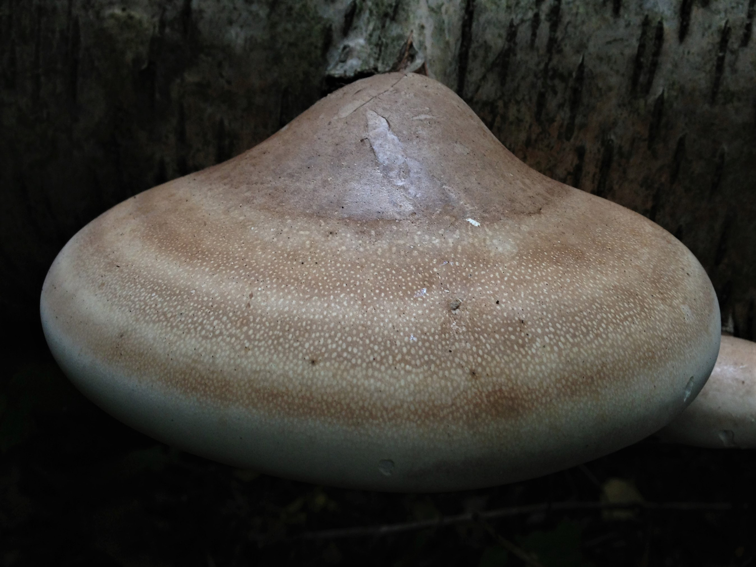Birch Polypore Birch Polypore