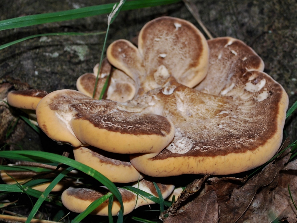 Blackening Polypore - Wild Food UK