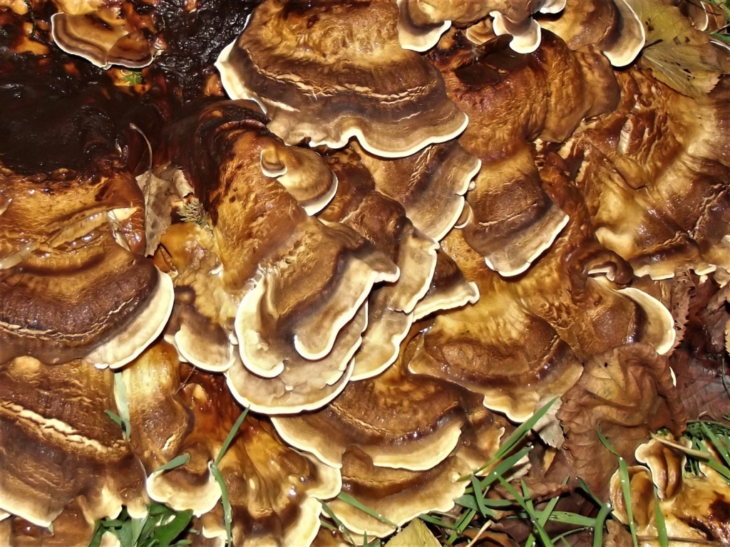 Blackening Polypore - Wild Food UK