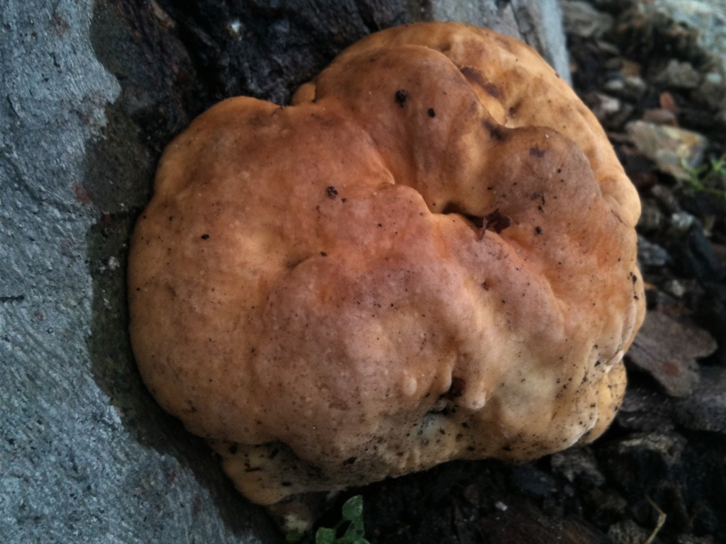 Blackening Polypore - Wild Food UK