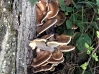 Blackening Polypore - Wild Food UK