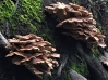 Blackening Polypore - Wild Food UK
