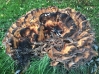 Blackening Polypore - Wild Food UK