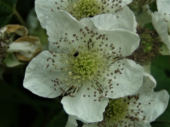 Bramble - Wild Food UK