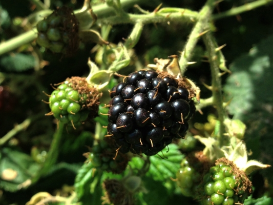 Bramble - Wild Food UK