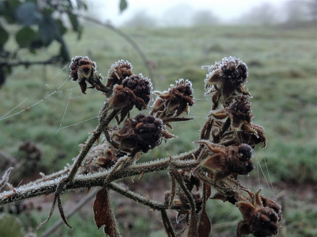 Bramble - Wild Food UK