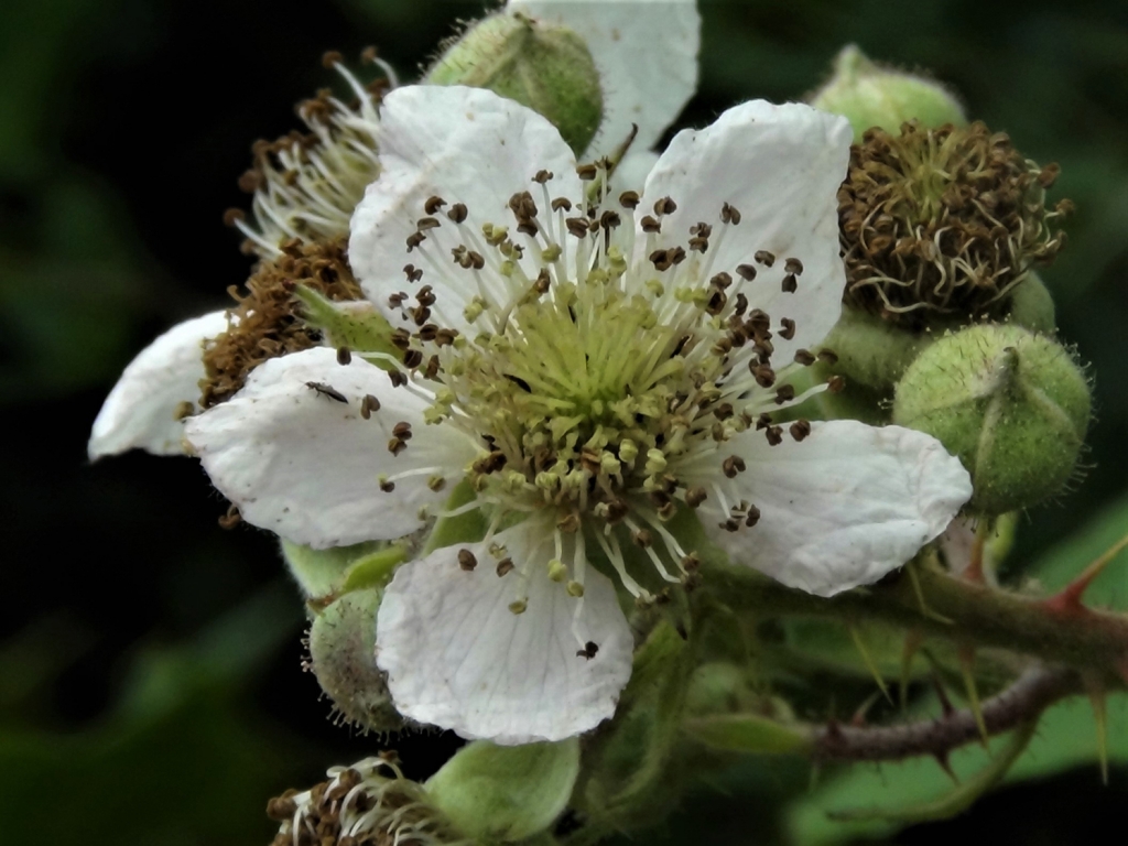Bramble - Wild Food UK