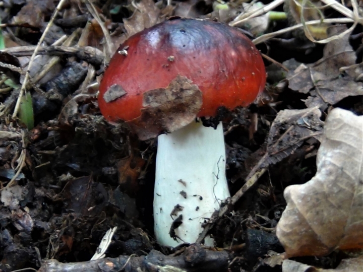 Purple Brittlegill - Wild Food UK