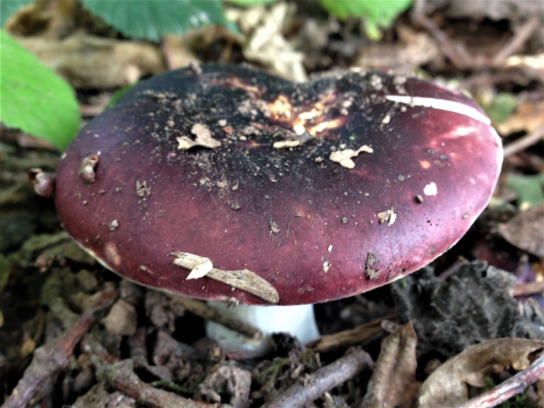 Purple Brittlegill - Wild Food UK