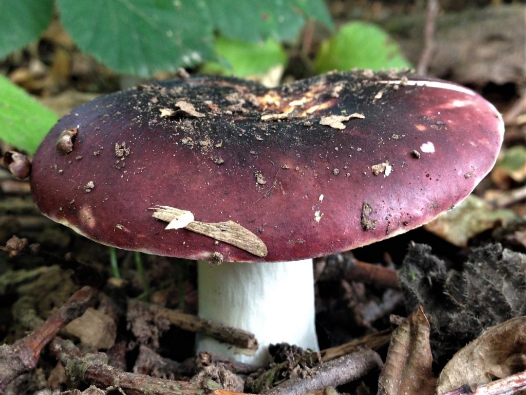 Purple Brittlegill - Wild Food UK