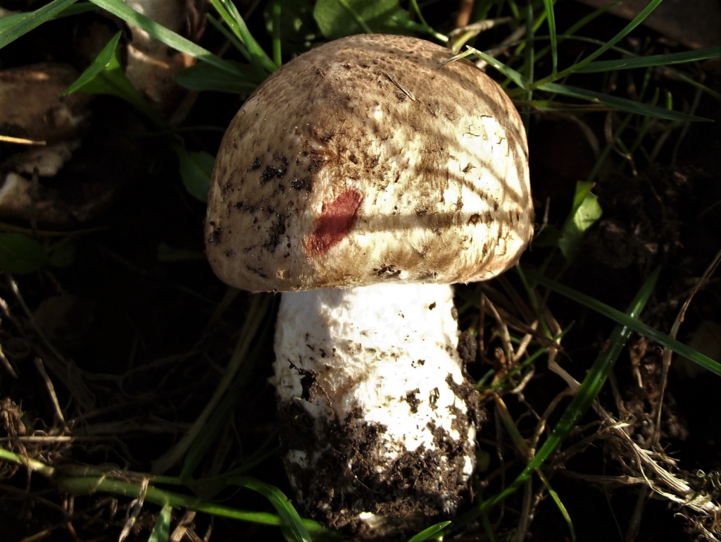 Blushing Wood Mushroom - Wild Food UK