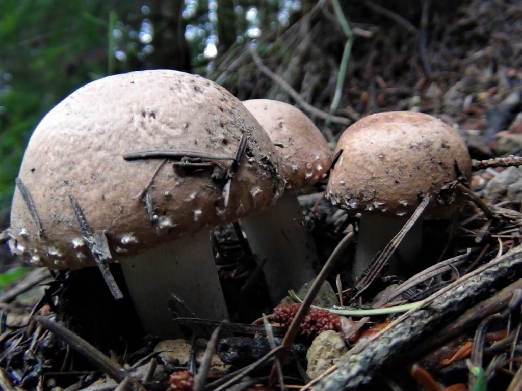 Blushing Wood Mushroom - Wild Food UK