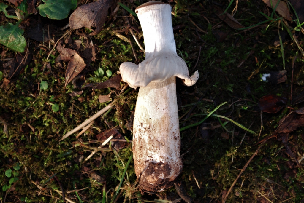 The Blushing Wood Mushroom
