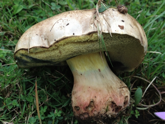 Rooting Bolete - Wild Food UK