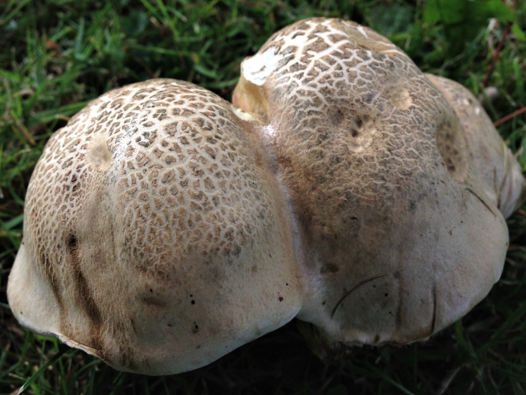 Rooting Bolete - Wild Food UK