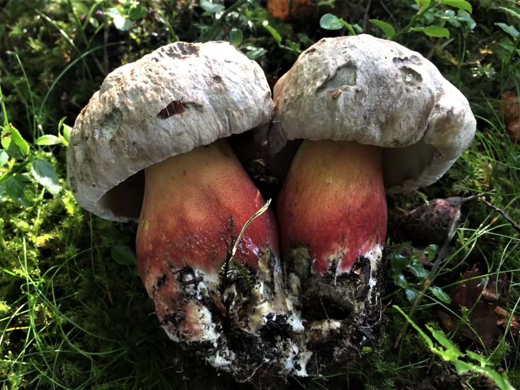 Caloboletus Calopus: The Ultimate Mushroom Guide – PING