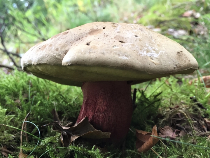 Bitter Beech Bolete - Wild Food UK