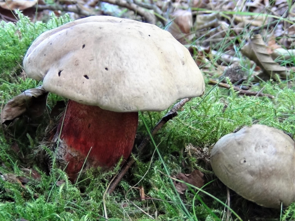 Bitter Beech Bolete - Wild Food UK