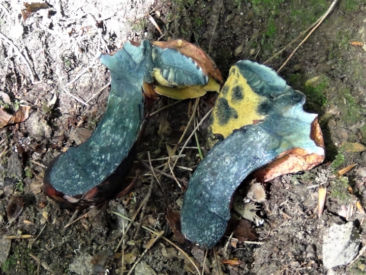 Bitter Beech Bolete - Wild Food UK