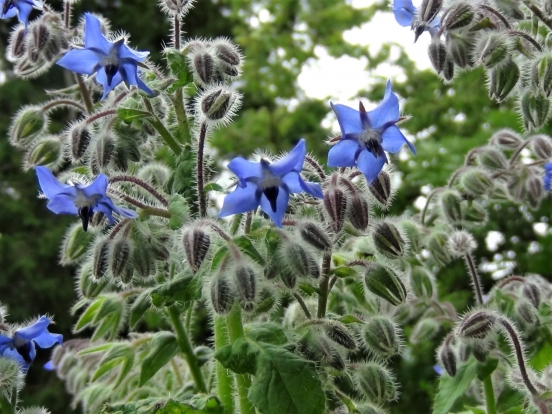 Borage - Wild Food UK