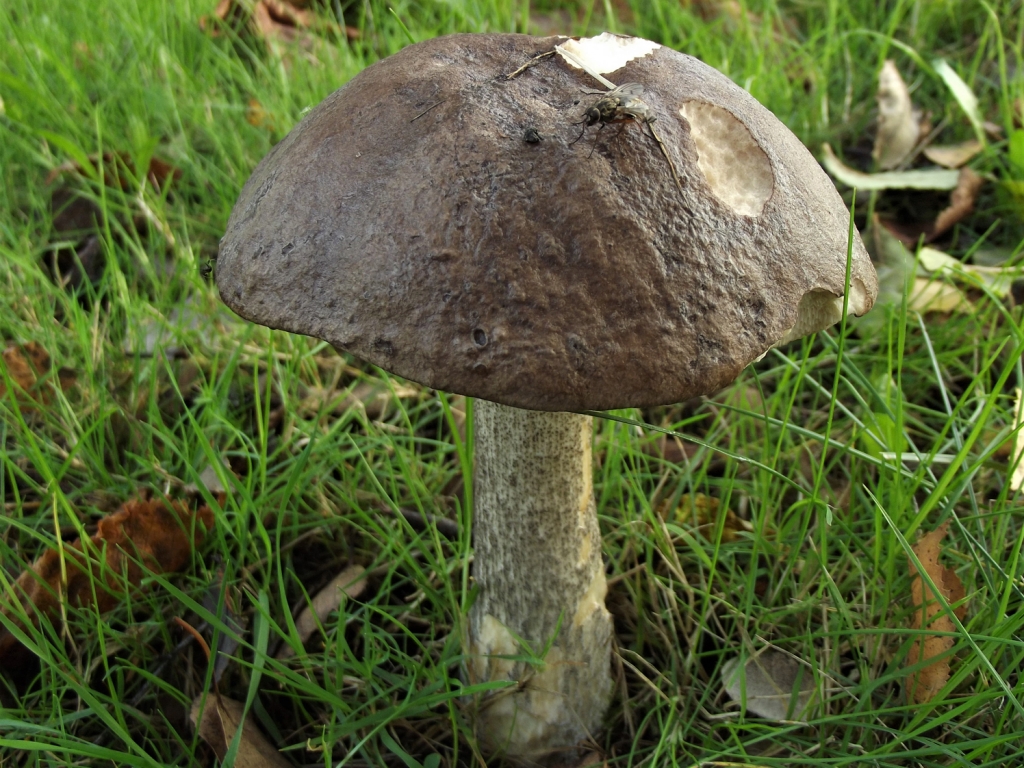 Brown Birch Bolete - Wild Food UK