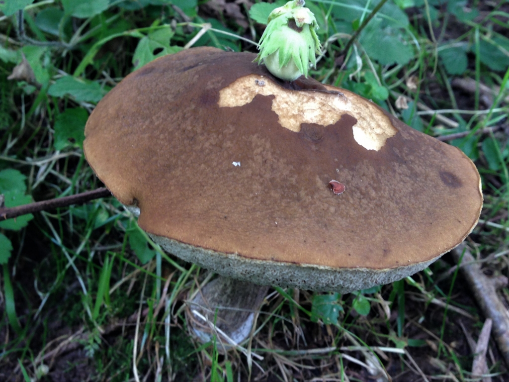 Brown Birch Bolete - Wild Food UK