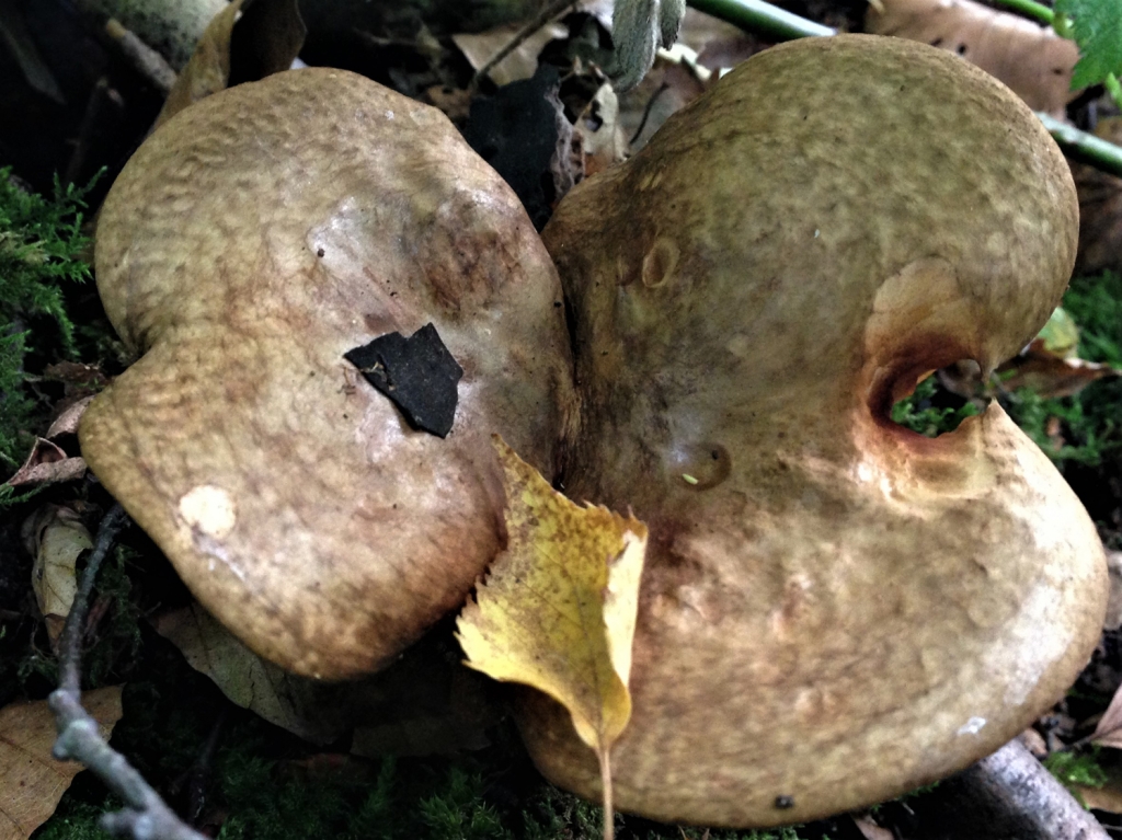 Brown Rollrim - Wild Food UK