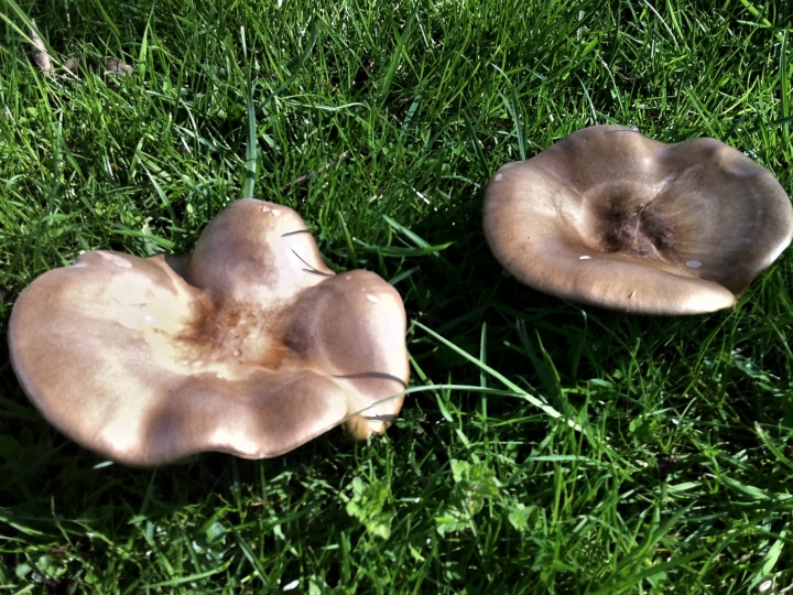 Brown Rollrim - Wild Food UK