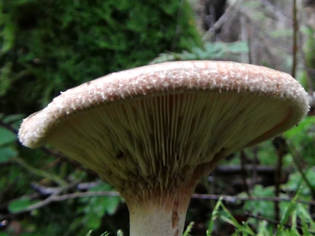 Brown Rollrim - Wild Food UK