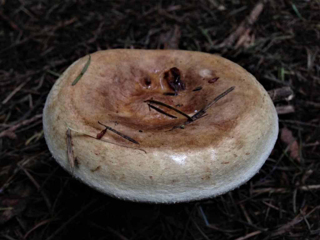 Brown Rollrim - Wild Food UK