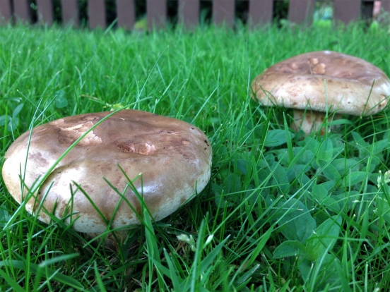 Brown Rollrim - Wild Food UK