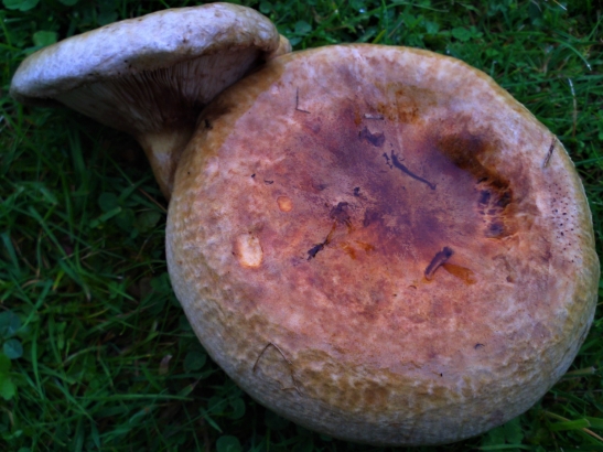 Brown Rollrim - Wild Food UK