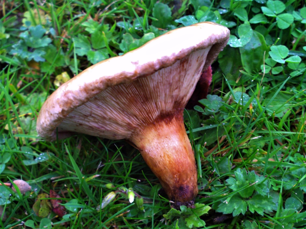 Brown Rollrim - Wild Food UK