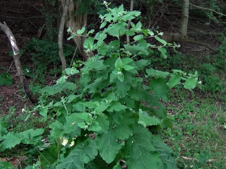 Common Burdock, Lesser Burdock, Arctium minus, Arctinum lappa.